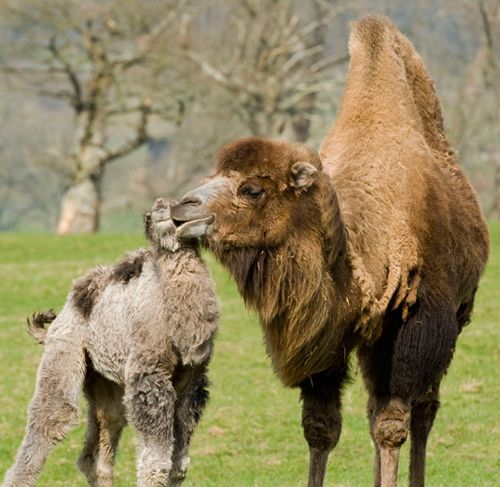 In Otter News: Rare Camel Baby is Born