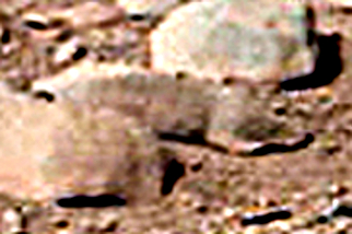 Rat on Mars ~ The Crypto Crew