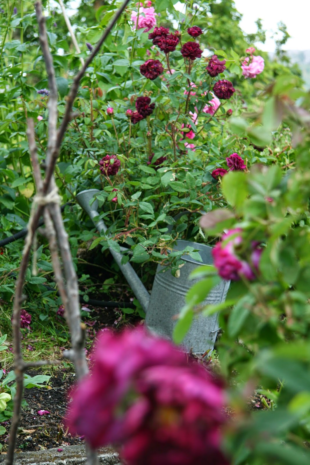 RUSTIKK HAGE: ROSENS TALL