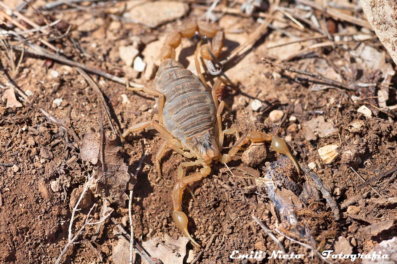 UN ANY EN IMATGES: ESCORPÍ GROC: DIA 179