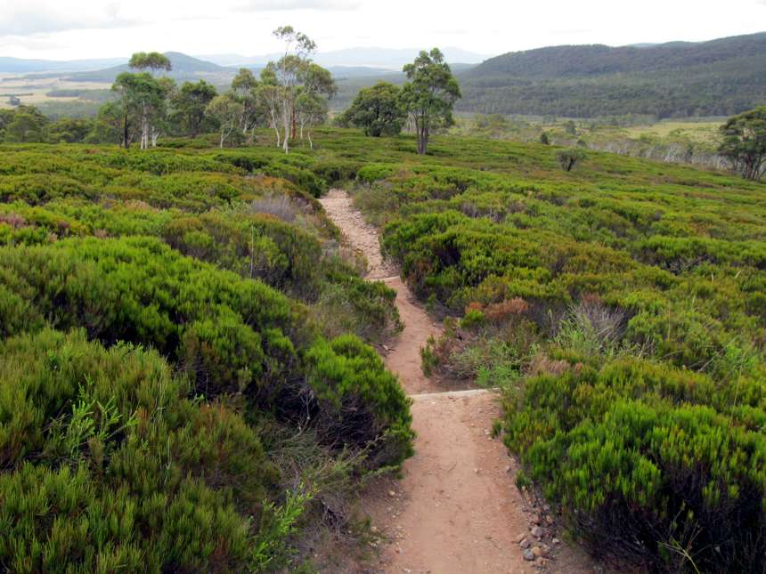 PhyloBotanist: Boxing Day trip to Deua National Park