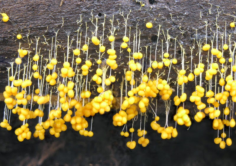 GEOGRAFI LINGKUNGAN: PROTISTA : MAHLUK HIDUP EUKAREOTIK