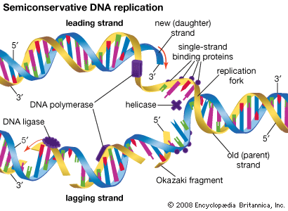 BIOLOGI I: Biologi Molekuler : Replikasi DNA