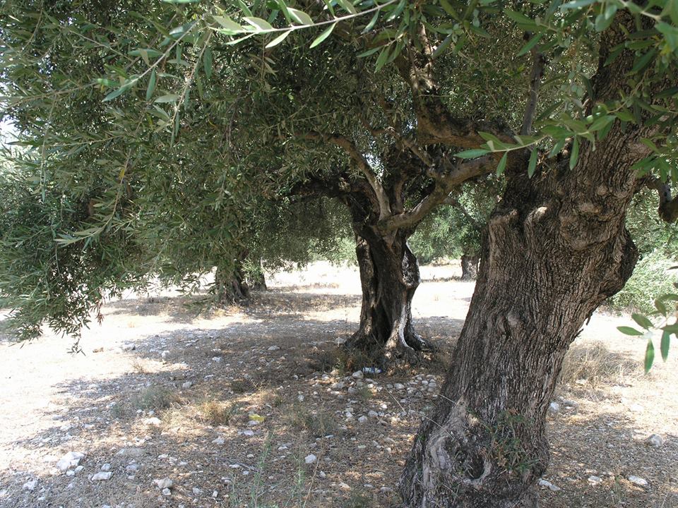 ΑΓΡΟΤΙΚΑ ΠΡΟΪΟΝΤΑ on-line