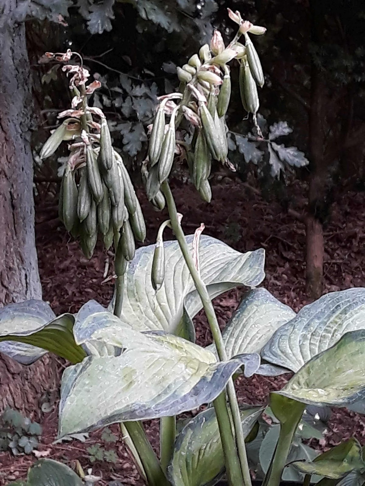 Hosta - Funkie - Meine Funkiensammlung und mein Garten.: Hosta ...