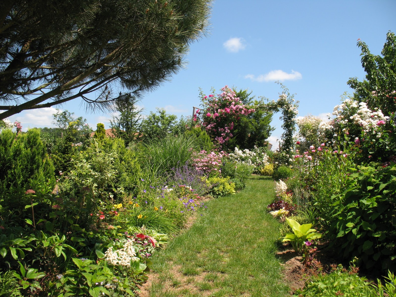 Roses du jardin Chêneland: Une allée fleurie