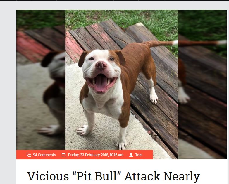 Pit Bull Haters Exposed: Facebook why are you allowing anti pit bull ...