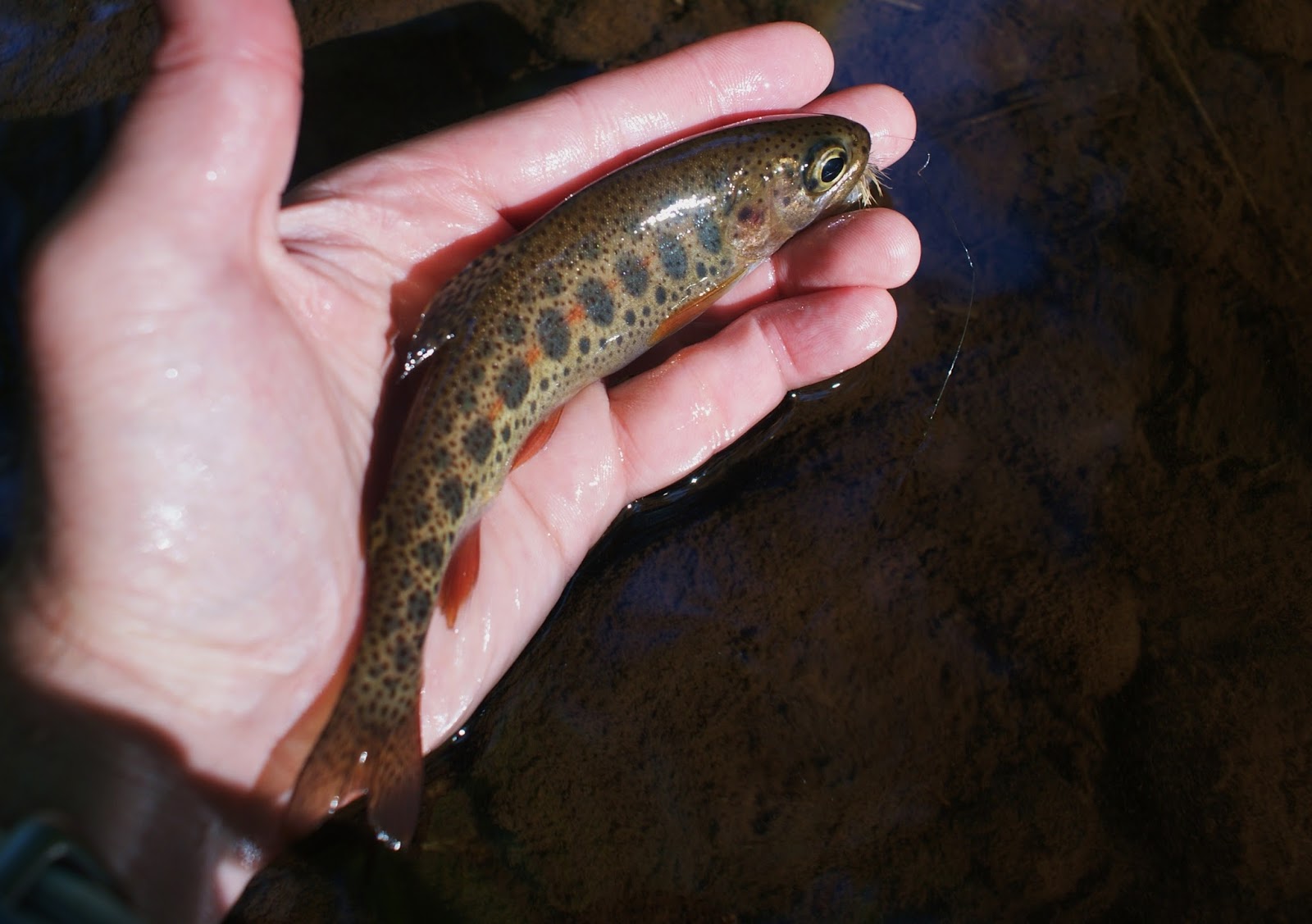 The Search for Native Salmonids: West Virginia Trout Bummin - Back to ...