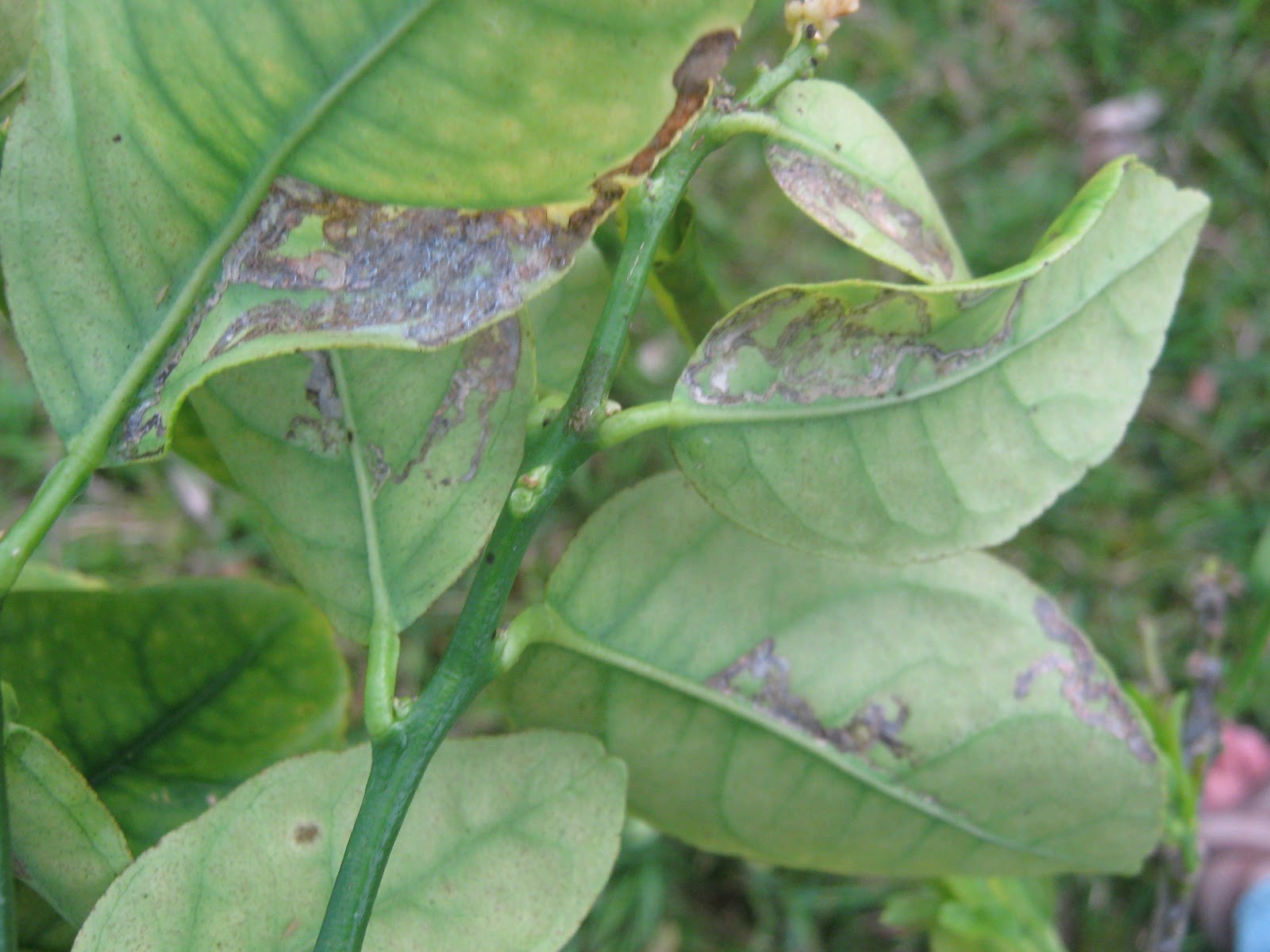 Garden Guy Hawaii: Citrus Leafminer