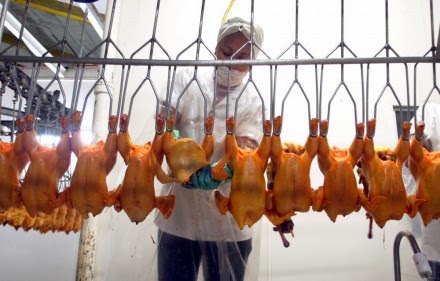 pollos de colores