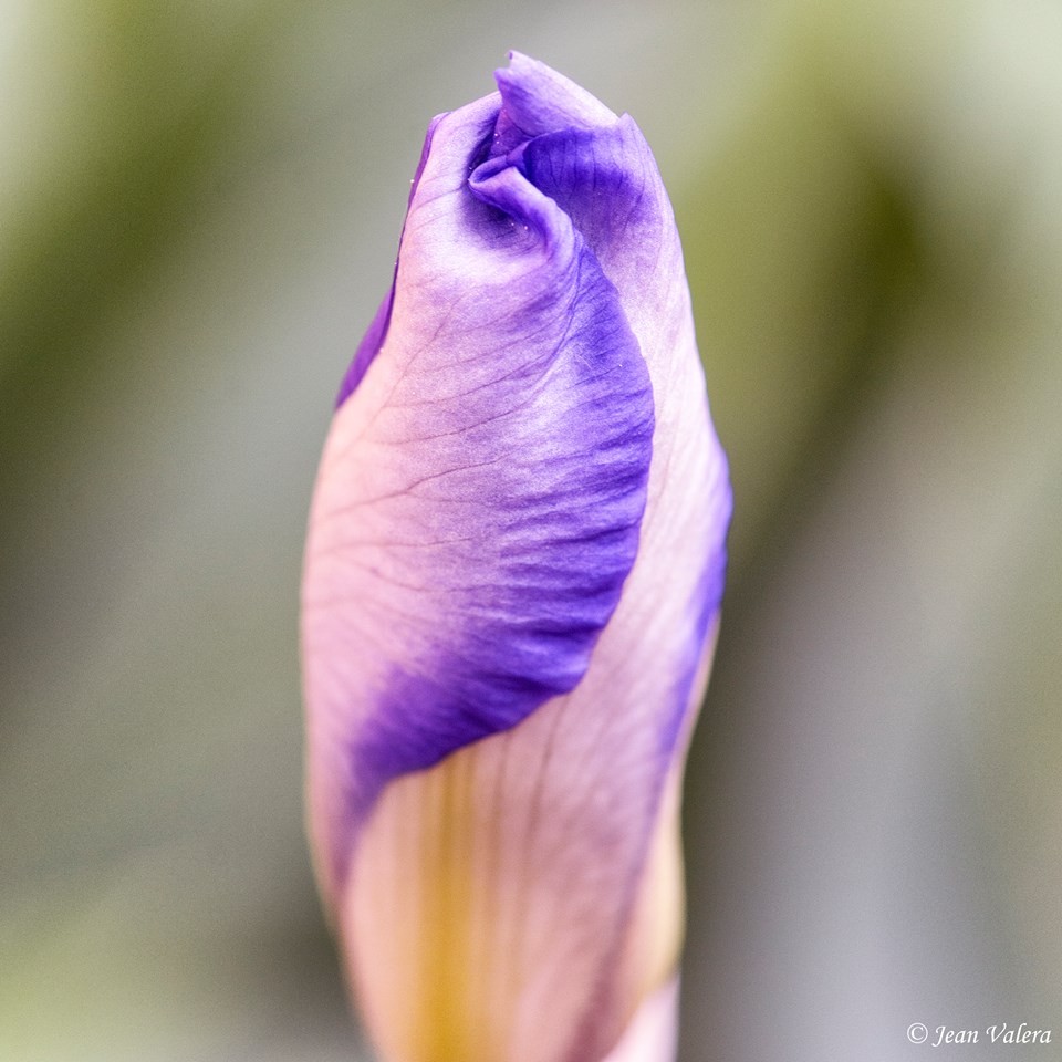 La Fleur du Dimanche: Les vacances de la Fleur du Dimanche: l'Amour, le ...