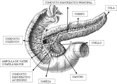 El pancreas: ¿Que es el páncreas?