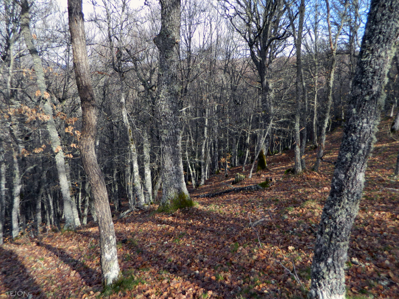 La cueva del tasugo: PEÑA TREMAYA
