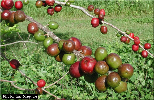 A QUIEN NO LE GUSTA DISFRUTAR DE UN BUEN JOCOTE?