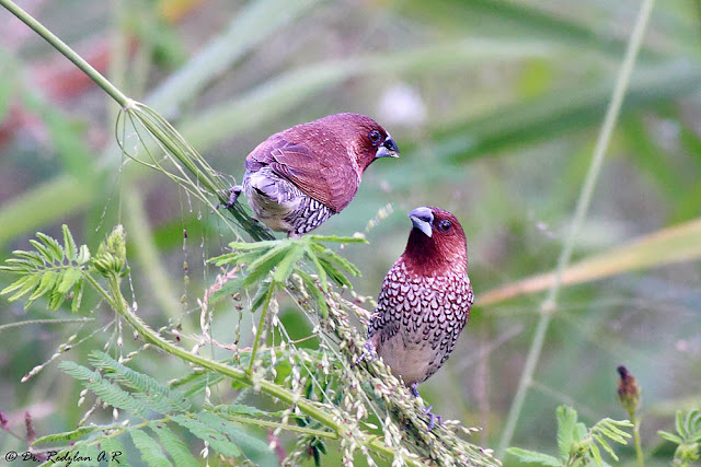 Birds and Nature Photography @ Raub: Scaly-breasted Munia