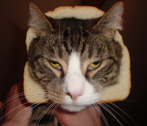 Confessions of a Canine Couch Potato: Breading cats?
