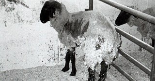 Great Experiments: DYING GOATS, CANNIBALISM, And the central dogma