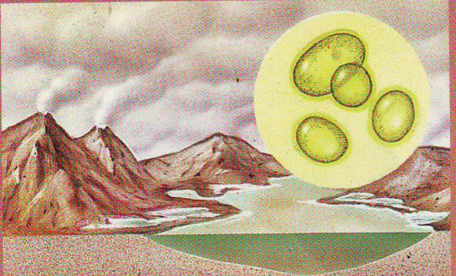 El origen de la vida. : Las primeras células.