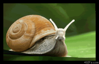 Real Monstrosities: Wolf Snail