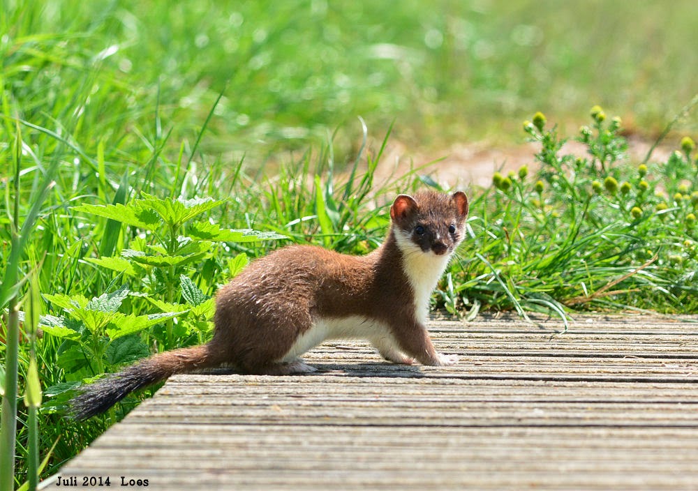 Loes Willebrand: Vockestaert en Kandelaar