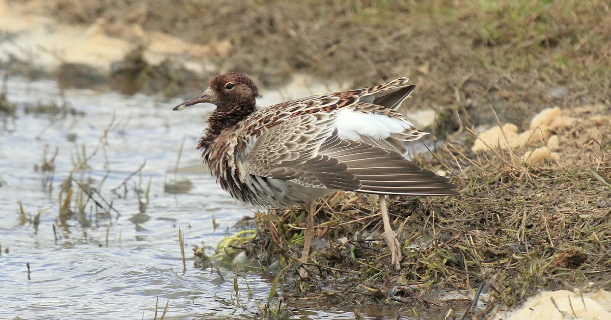 Boatbirder.com: RSPB Frampton Marsh