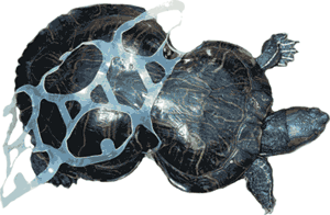 The Story Of Amazing Peanut-A Turtle Who Was Deformed By our Litter.