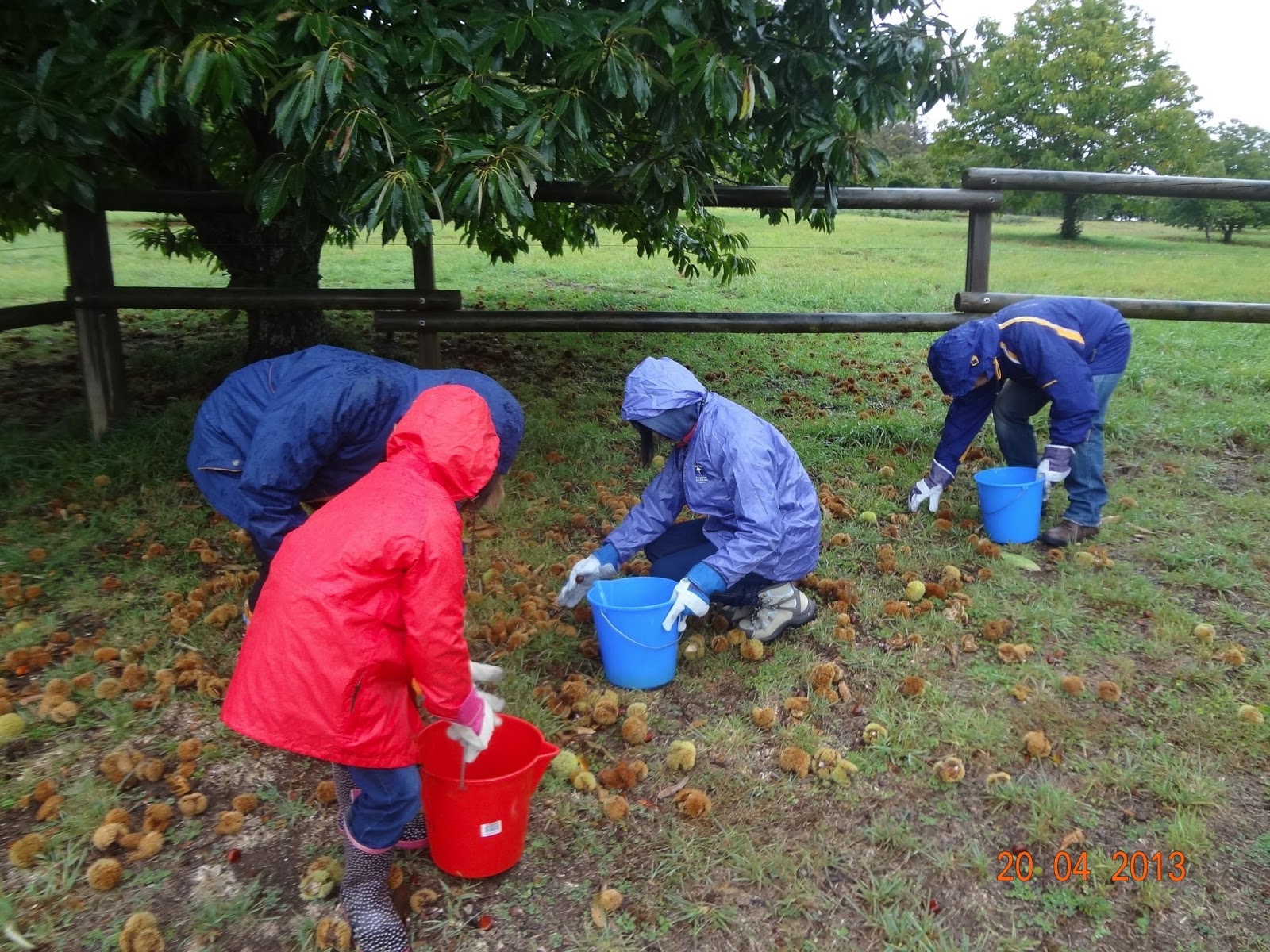 From Our Home: Picking Chestnuts at Pinehaven Farm