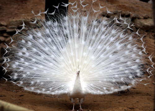 In Otter News Albino Peacock