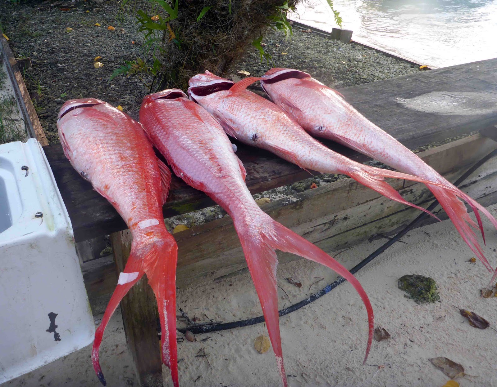 s/v Perry: Offerings of the Solomons, good and bad
