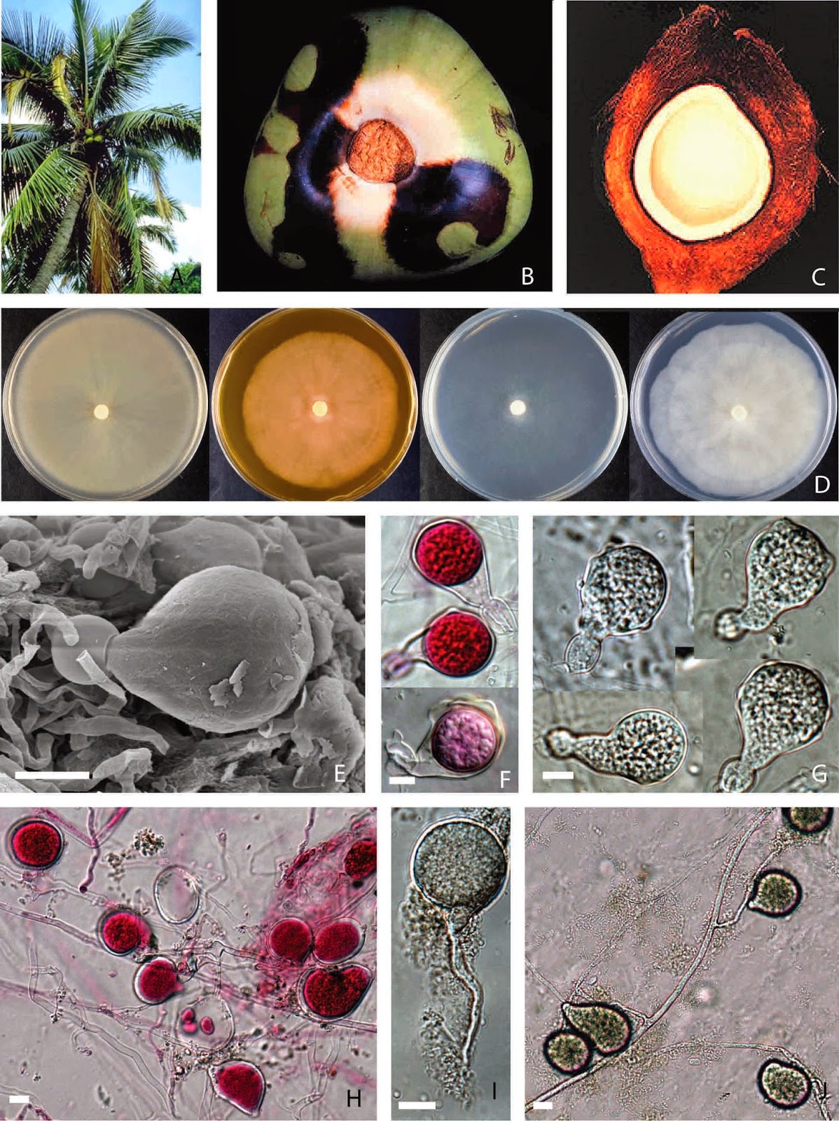 Sciency Thoughts: Pathogenic Oomycete Chromists from New Zealand ...