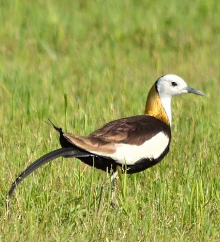 Pheasant-tailed jacana photos | Birds of India | Bird World