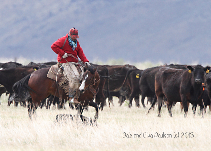 Elva's Field Notes: Move Along: An Eastern Oregon Cattle Drive