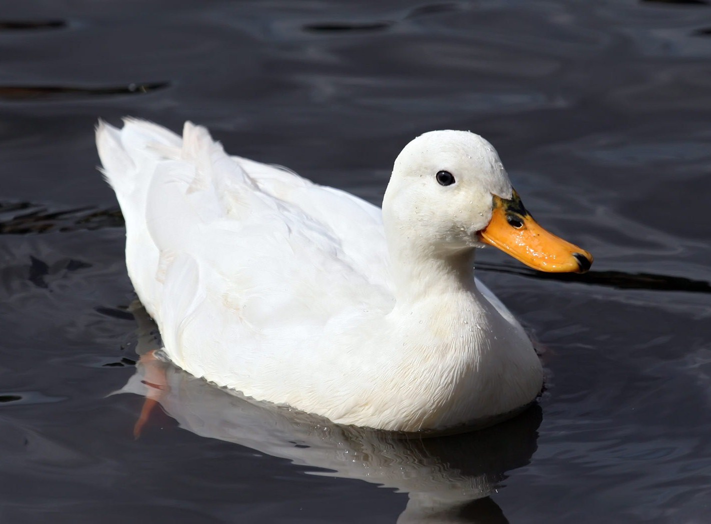 Invatam specii de rate! : Rata pekin