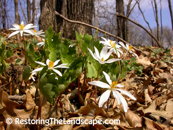 Restoring The Landscape With Native Plants: Native Plant of the Week ...