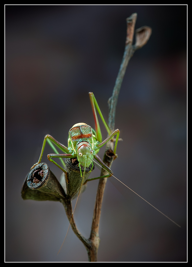 Paco Zaragoza: Grillo de matorral (hembra)