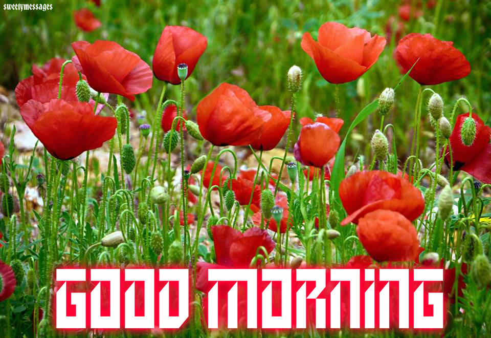 100 CUTE TEXT MESSAGES TO SAY GOOD MORNING Beautiful Messages 100-cute-text-messages-to-say-good-morning-beautiful-messages
