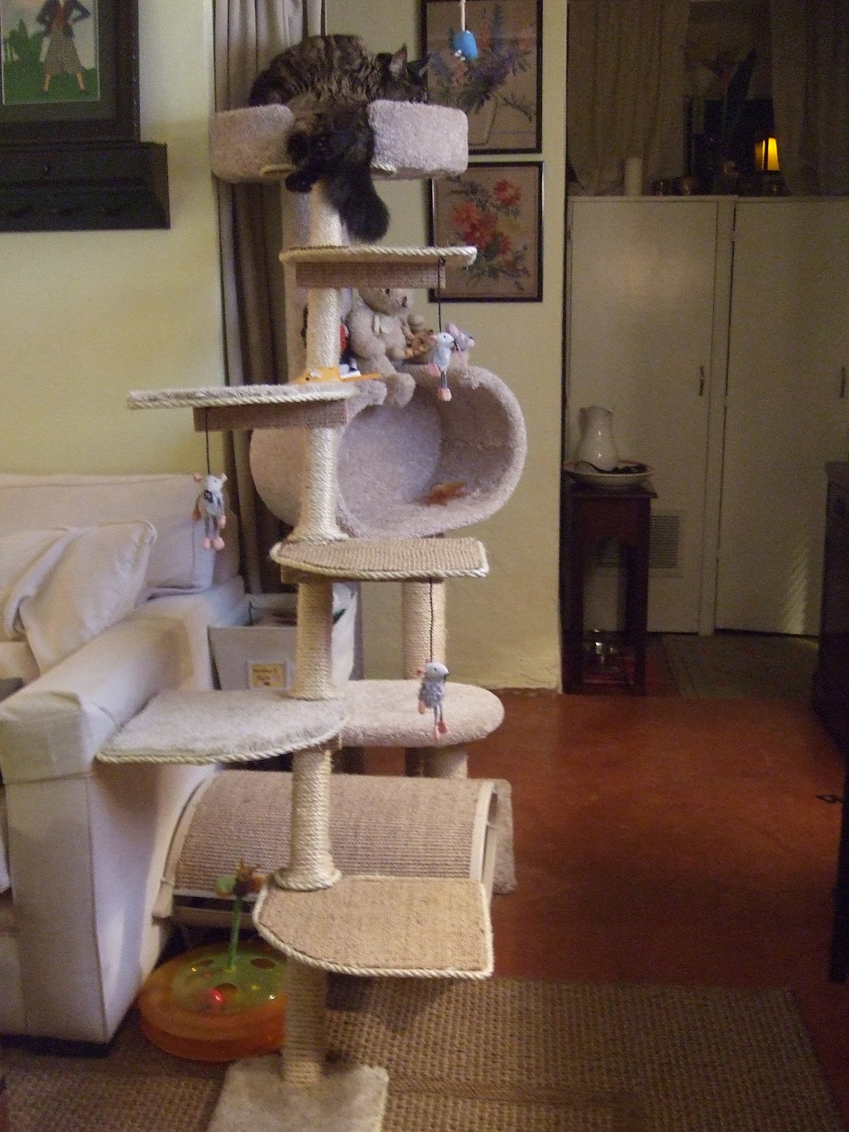 Bentley’s FHO (Femoral Head Ostectomy) experience: Modified Cat Tree
