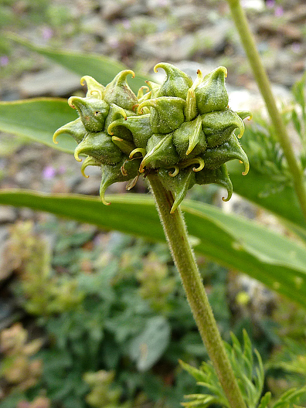 PASOS: Collado Basibé (y alrededores) desde el Ampriu de Cerler, 4 de ...