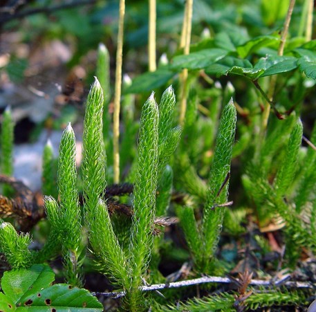 Polychrest Remedies ~ Homeopathy ID