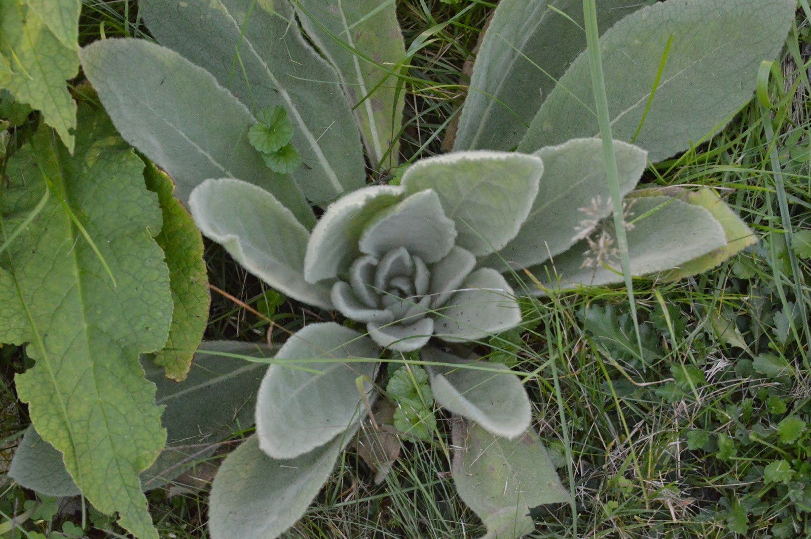 Underground Medicine: Garbling the mullein