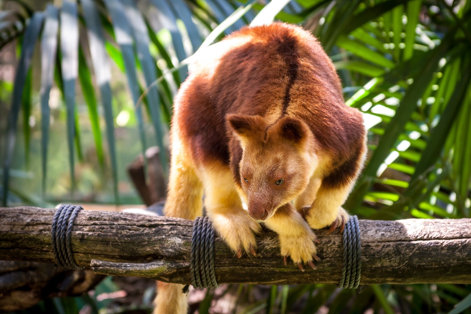 Random Lights Photography: Perth Zoo