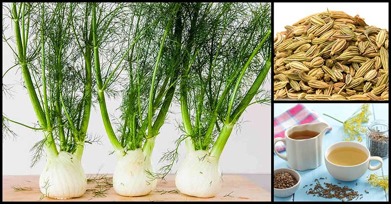 Fennel Tea For Digestive Problems | Dr Farrah MD