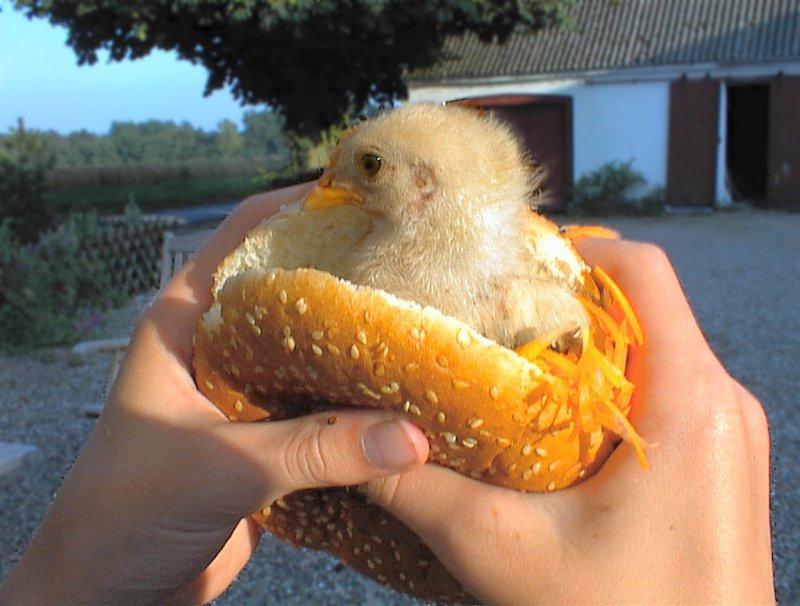 Funny Burgers New Photos 2012 All Funny funny-burgers-new-photos-2012-all-funny