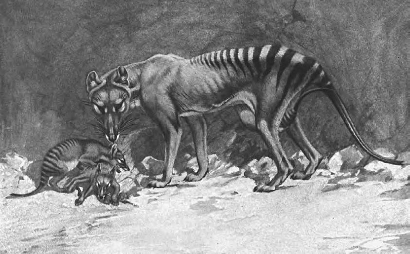 Thylacine Sightings