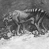 Thylacine Sightings - Unsolved Mysteries In The World
