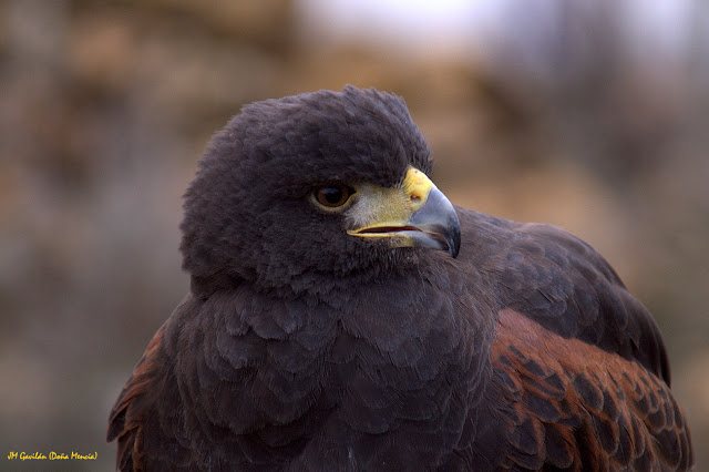 Fotografía de Naturaleza - JM Gavilán: Halcón Harris (Parabuteo unicinctus)