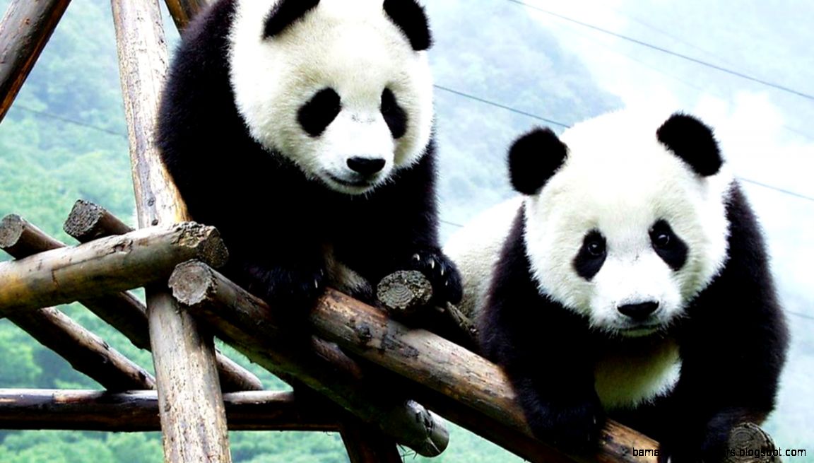 Really Cute Baby Pandas | Amazing Wallpapers