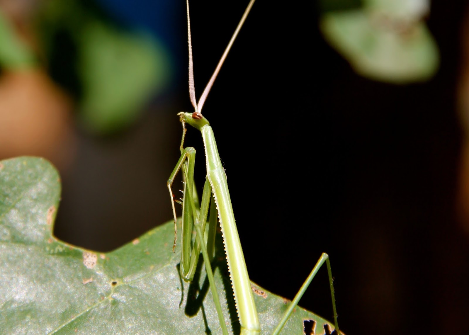 Hoot Owl Karma: Invisible Mantis, Not Quite a Walking Stick