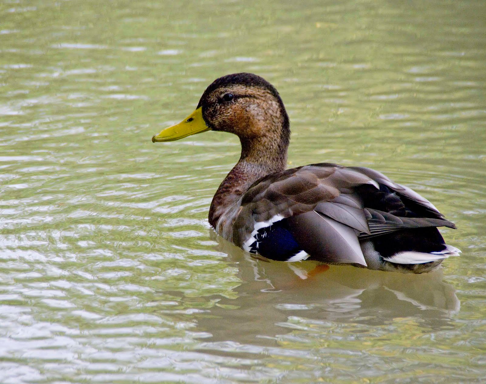 MIS VIAJES:DESDE ZARAGOZA A LA LUNA: Los patos del rio ebro x zaragoza