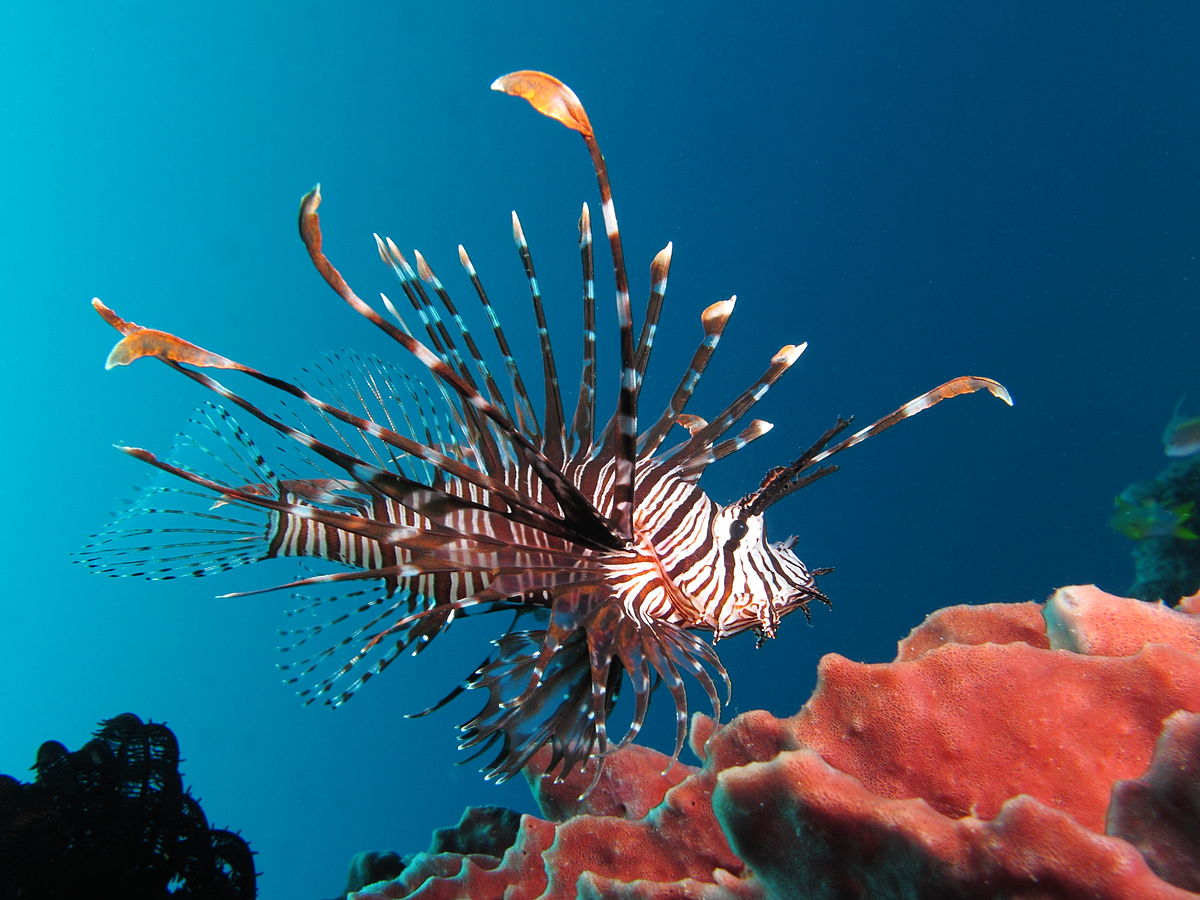 Mikro Post: Ikan Singa (Lionfish) |MyRokan